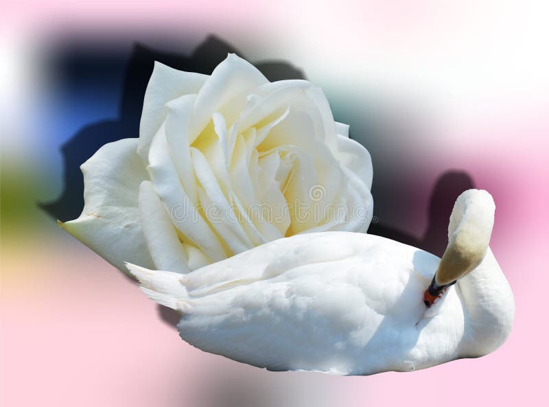 Swan stock photo. Image of sleeping, swan, smooth, animals - 71058174