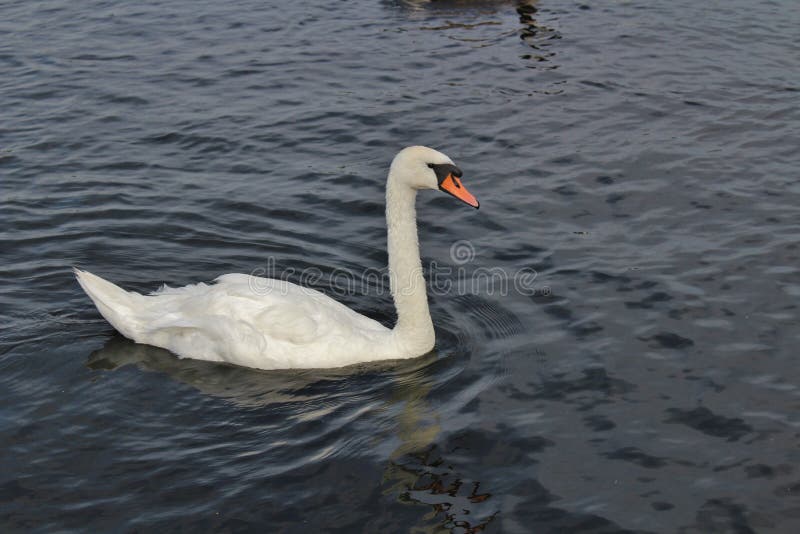 Swan stock photo. Image of great, swans, round, london - 57917542