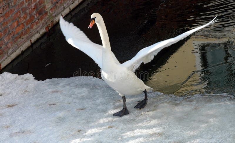 Swan Running Picture. Image: 1412633