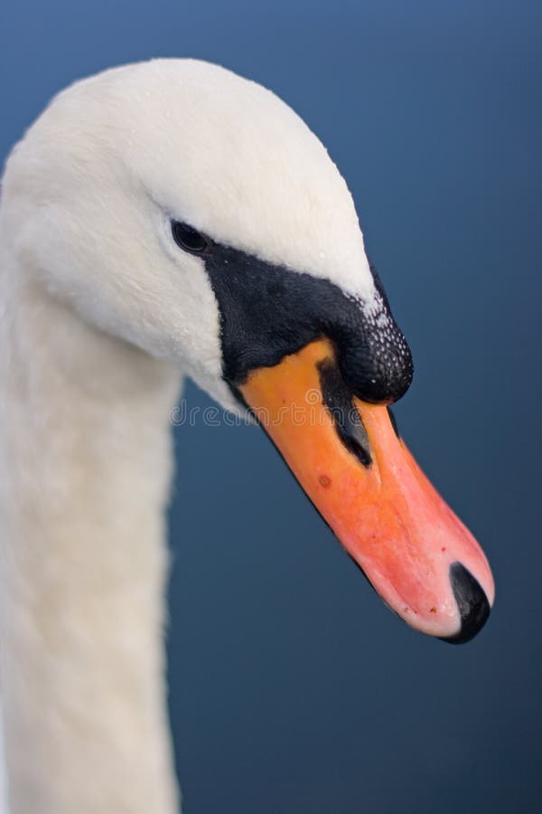 Swan s Beak stock photo. Image of beak, neck, mute, water - 7162828