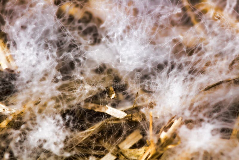 Swan s down stock image. Image of abstract, details - 205521003