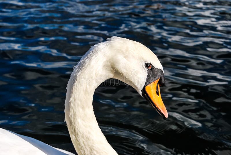 Swan s eyes stock photo. Image of london, water, life - 48473808