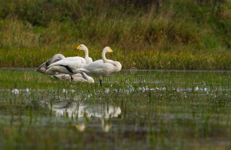Swan's Family Picture. Image: 3928552