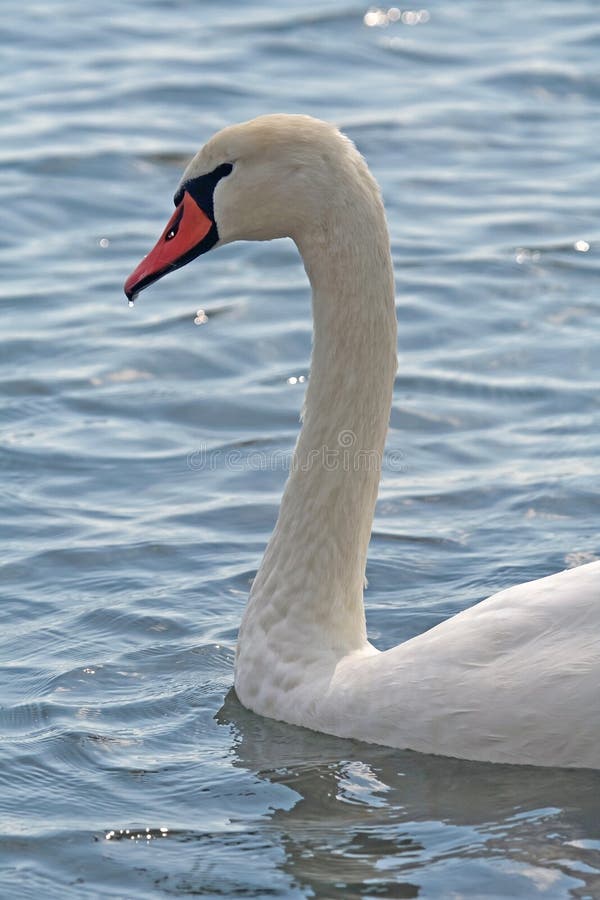 Swan s head stock image. Image of feather, nature, light - 12049665