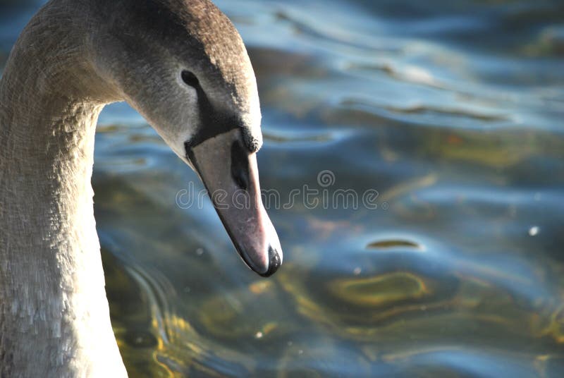 Swan s head stock photo. Image of beatiful, strong, poland - 42062204