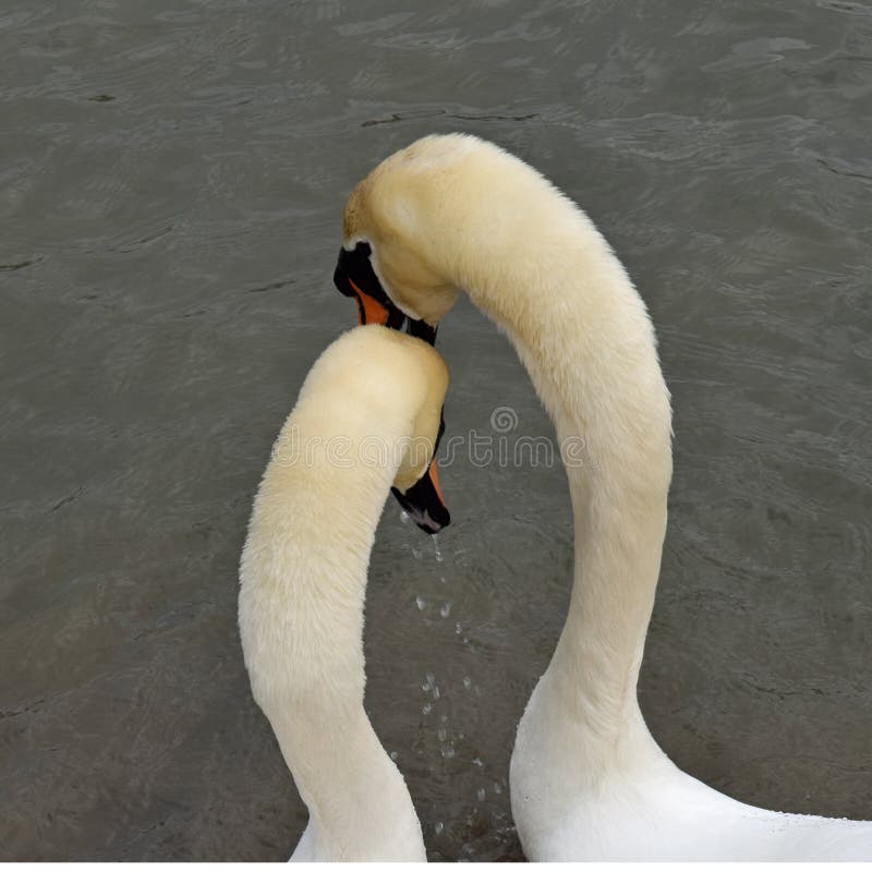 Swan s mating ritual stock photo. Image of pushed, courtship - 68517556