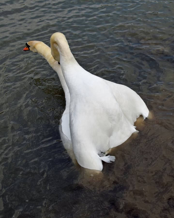 Swan s mating ritual stock image. Image of back, heart - 68518727