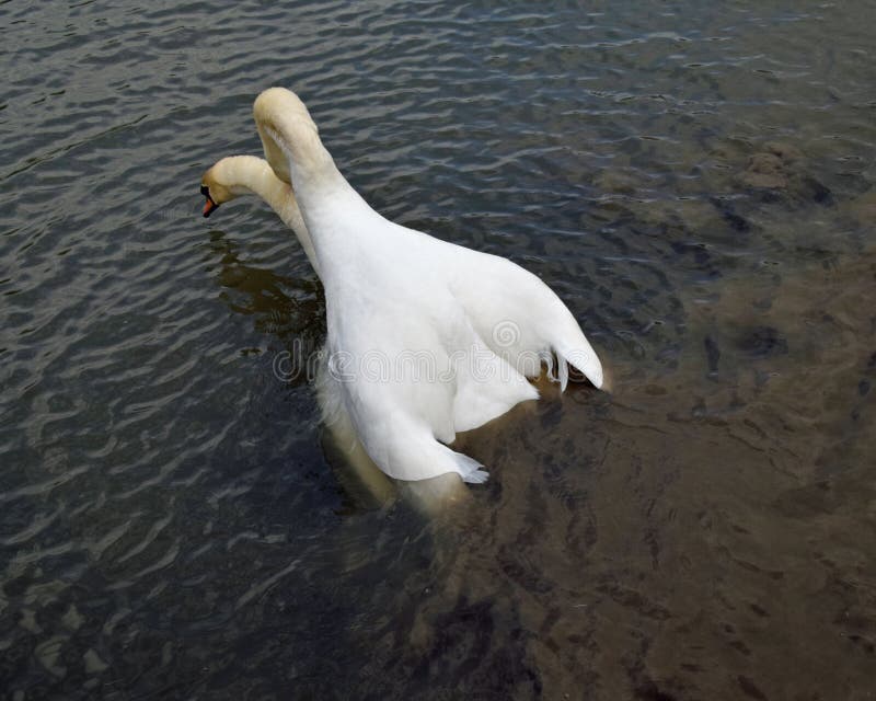 Swan s mating ritual stock photo. Image of bird, blue - 68517562