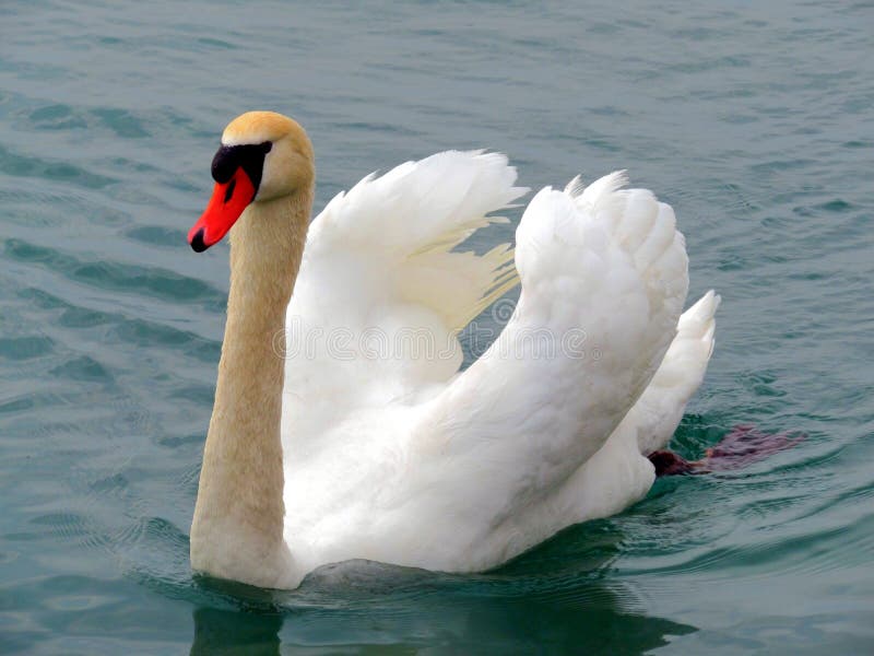 Swan stock photo. Image of season, lovely, garden, plumeria - 81850624