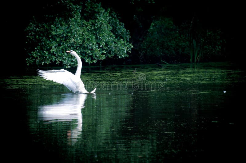 Swan Sailing on the Lake in a Forest Stock Image - Image of beautiful ...