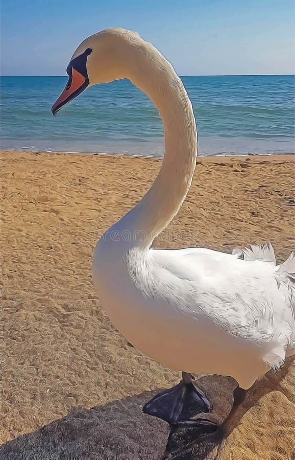 Swan on a sandy beach stock photo. Image of neck, bird - 205365222