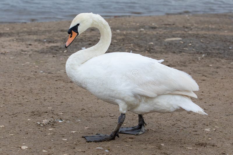 Swan on the sandy beach stock photo. Image of neck, avian - 185207824