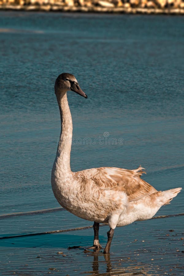 Swan Sea stock photo. Image of sand, swan, water, blacksea - 82720188