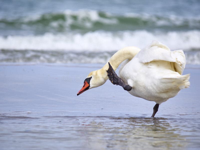 Swan at the sea stock image. Image of ocean, wave, swan - 51341741