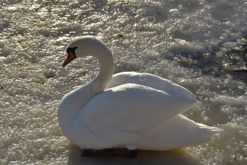 A Swan on Sea Ice stock photo. Image of wing, reflection - 354762438