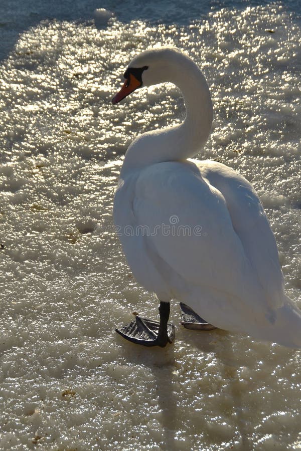 A Swan on Sea Ice stock image. Image of natural, reflection - 354762485