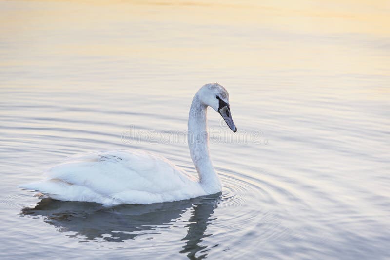 Swan in the sea. stock photo. Image of orange, strong - 73876052