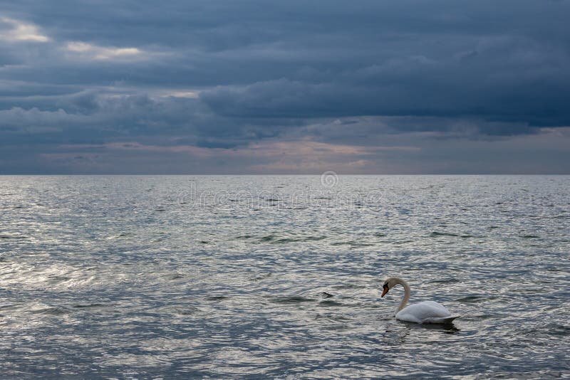 Swan on Shore of the Baltic Sea Stock Image - Image of coast ...