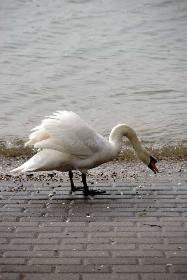 Swan Side profile stock image. Image of white, wildlife - 73785553