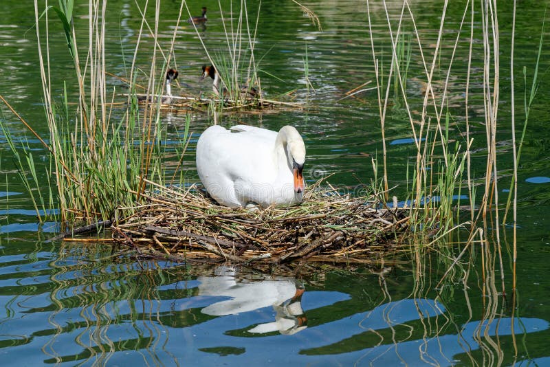 Swan sitting on its eggs stock photo. Image of eggs, swan - 78457500