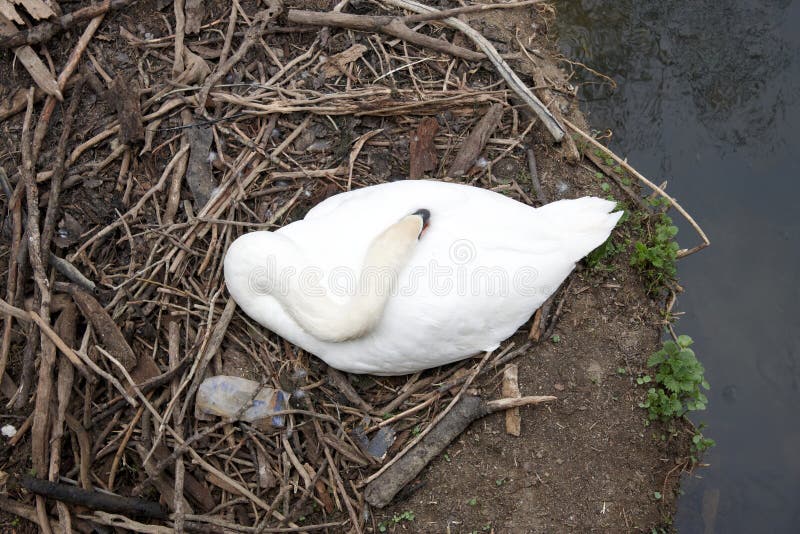 A swan sitting in the nest stock image. Image of wood - 22920433