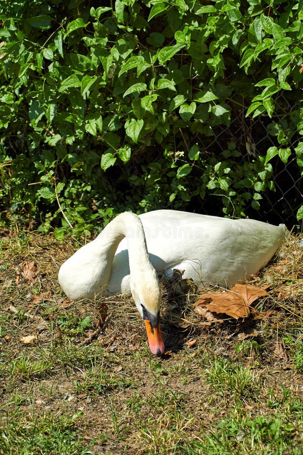 122 Swan Sitting Ground Stock Photos - Free & Royalty-Free Stock Photos ...