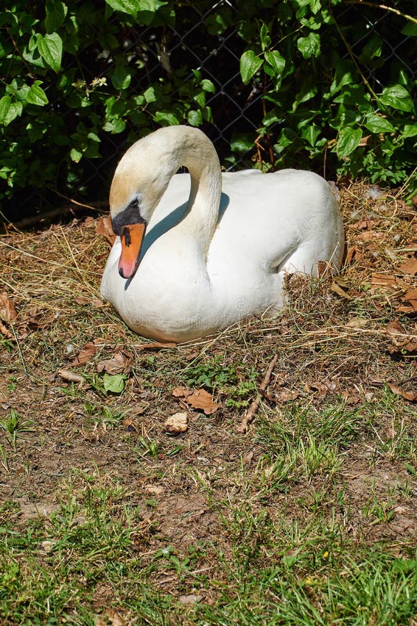 Swan sitting on nest stock photo. Image of bird, white - 55675304