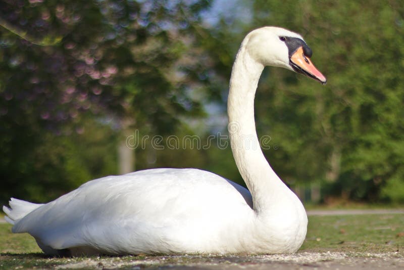 Swan sitting in park stock image. Image of reflection - 145574077