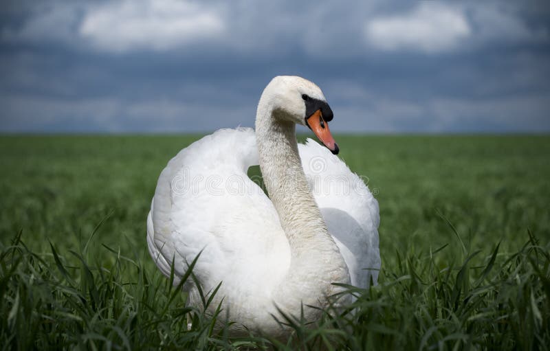 A Swan Sitting on a Vast Meadow in the Grass. Wild Animal. Stock Image ...