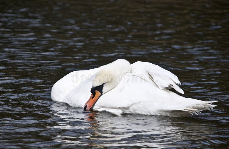 Swan Sleeping stock image. Image of sleep, dreaming, lake - 12822665