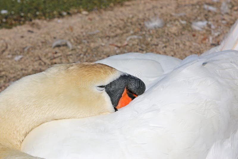 Swan sleeping by a lake stock image. Image of mute, pond - 232034027
