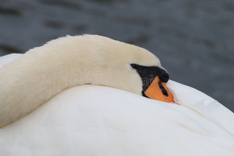 Swan Sleeping Near the Edge of a Lake Stock Image - Image of park, lake ...