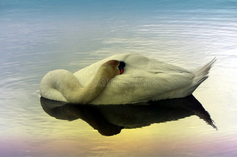 Swan Sleeping on the Water stock image. Image of sleep - 69424091