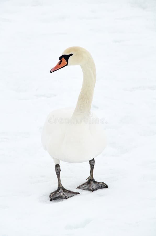 Swan in snow stock image. Image of daytime, snowy, single - 84258741