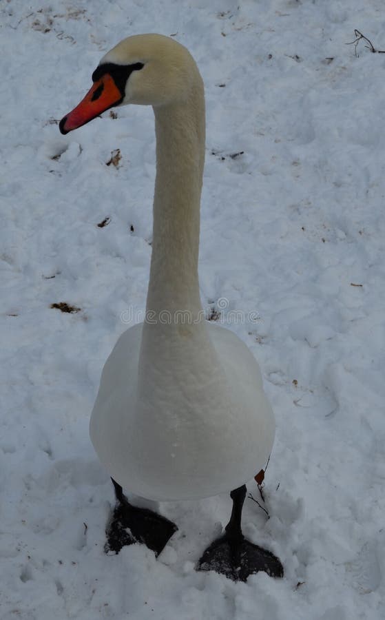 Swan on snow stock photo. Image of freezing, sculpture - 257082930