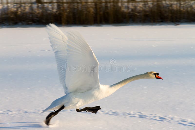 Swan snow take off stock photo. Image of flight, december - 26031330