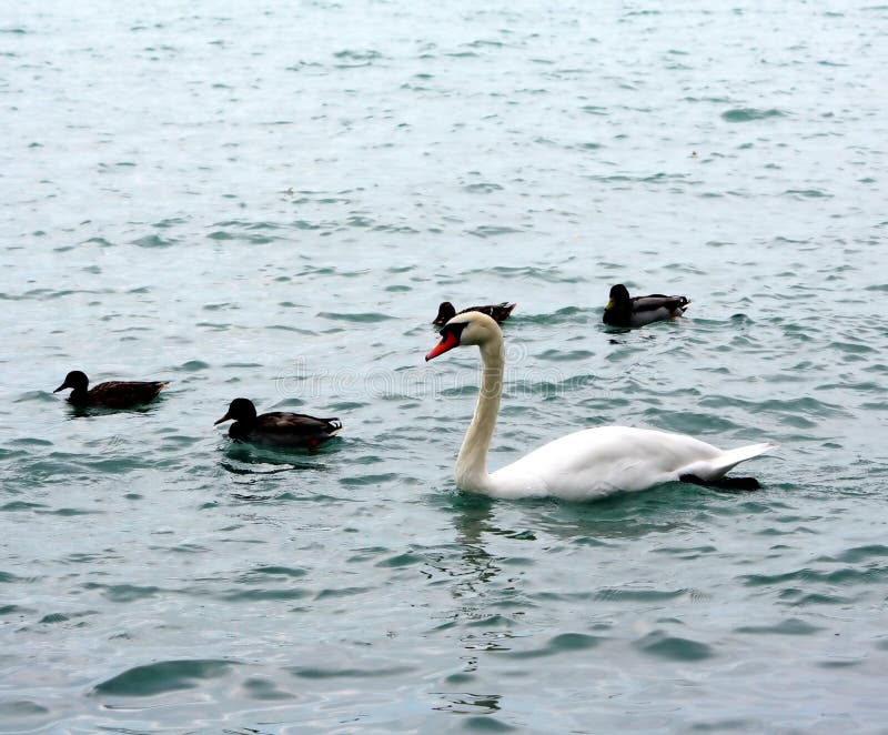 Swans stock photo. Image of bird, wild, beautiful, natural - 72801554