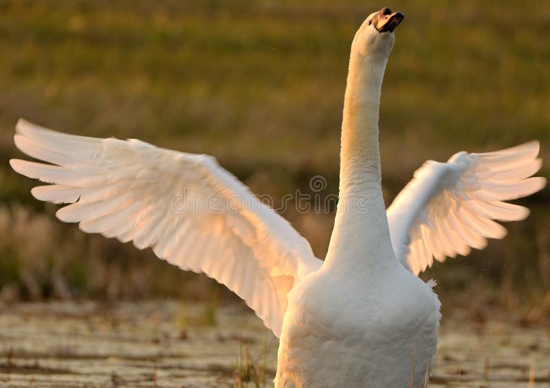 1,530 White Swan Wings Spread Stock Photos - Free & Royalty-Free Stock ...