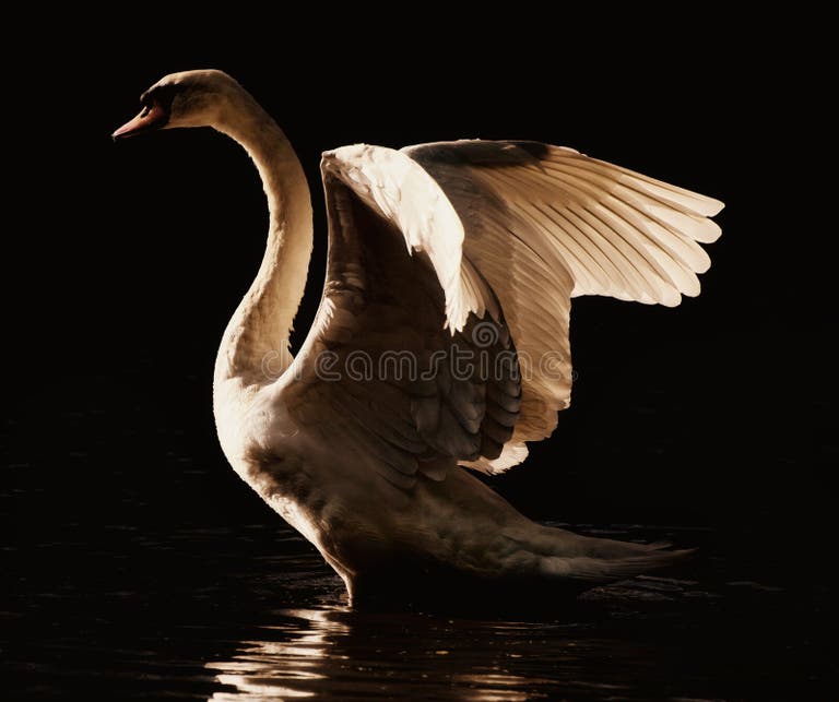 1,977 Backlit Wings Stock Photos - Free & Royalty-Free Stock Photos ...
