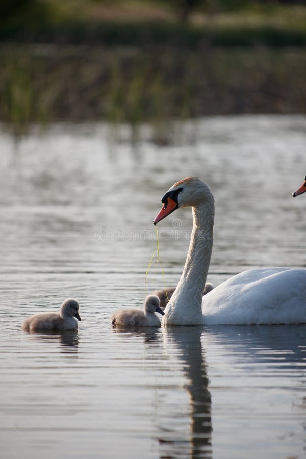 Swan in Spring, Beautiful Water Birds Swan on the Lake in Spring, in ...