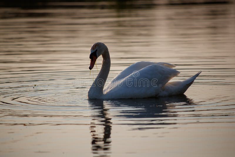 Swan in Spring, Beautiful Water Birds Swan on the Lake in Spring, in ...