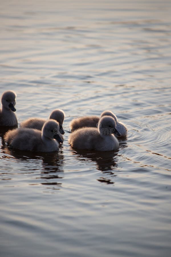 Swan in Spring, Beautiful Water Birds Swan on the Lake in Spring, in ...