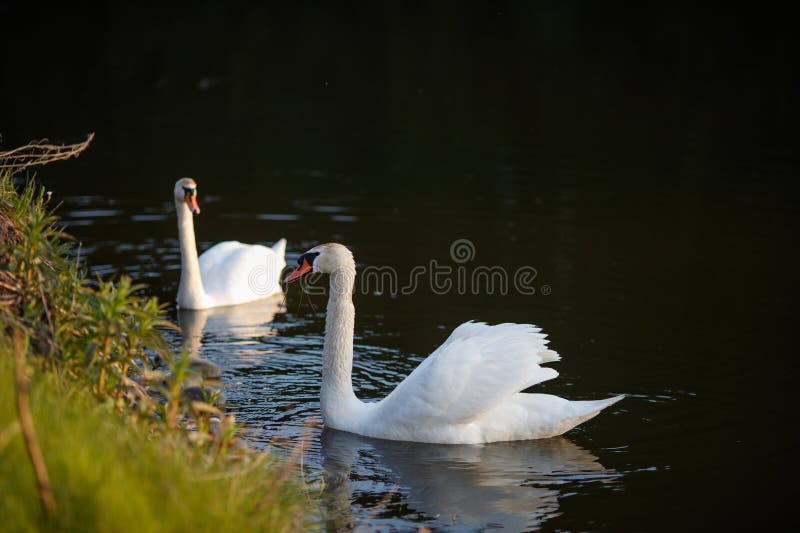 Swan in Spring, Beautiful Water Birds Swan on the Lake in Spring, in ...