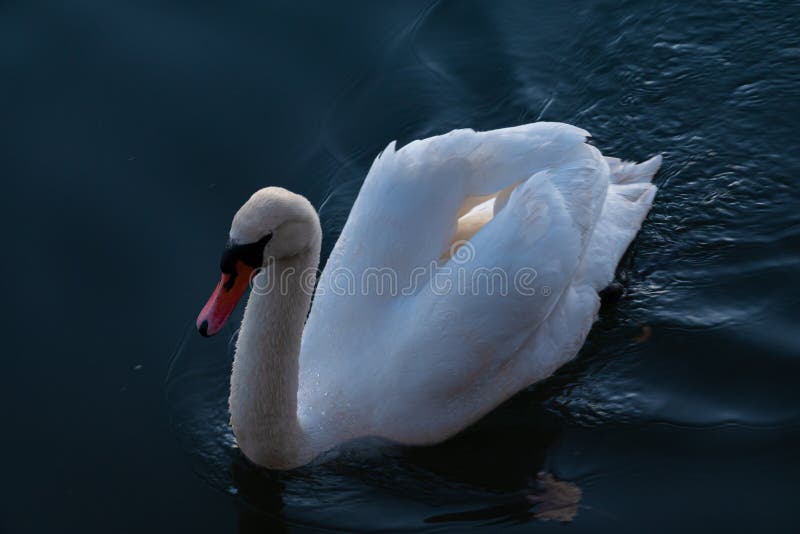 Swan in Spring, Beautiful Waterfowl Swan on the Lake in the Spring ...