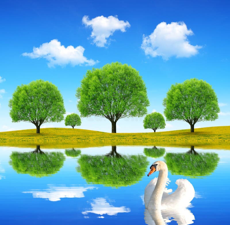 Swan stock image. Image of rural, wildlife, beautiful - 63037047