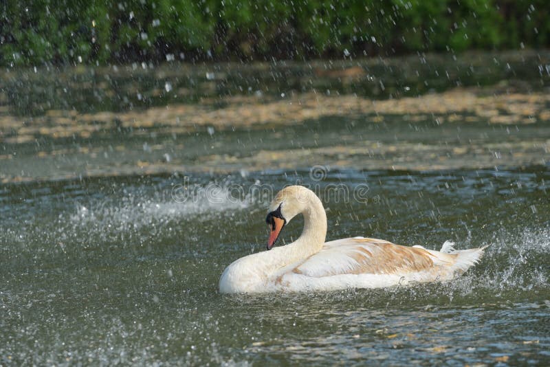 Swan in spring rain stock photo. Image of neck, animals - 115799004