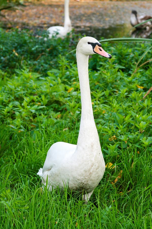 A Swan Standing in the Grass Stock Photo - Image of birds, field: 89529804