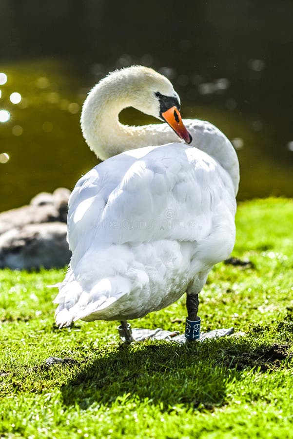 A Swan Standing on the Grass on a Sunny Day. Stock Photo - Image of ...