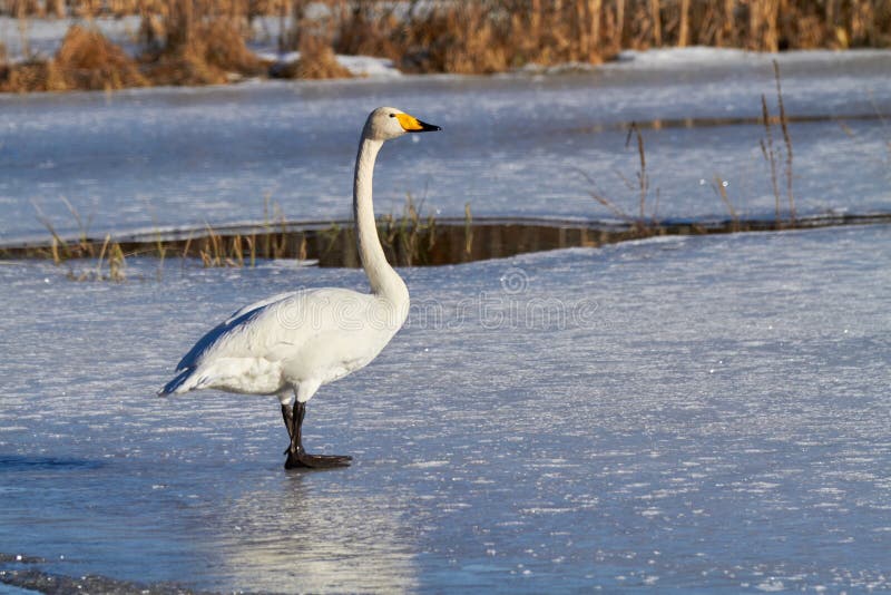 Swan standing on ice stock photo. Image of season, wilderness - 51658352