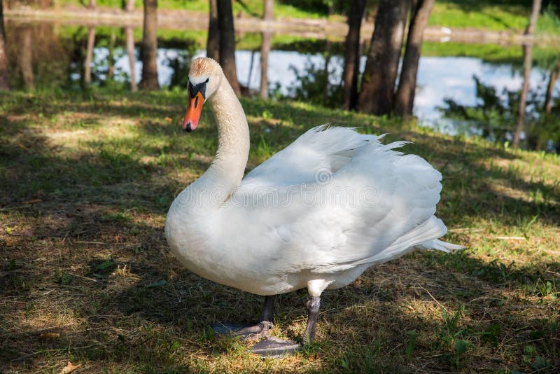 2,962 Swan Standing Photos - Free & Royalty-Free Stock Photos from ...